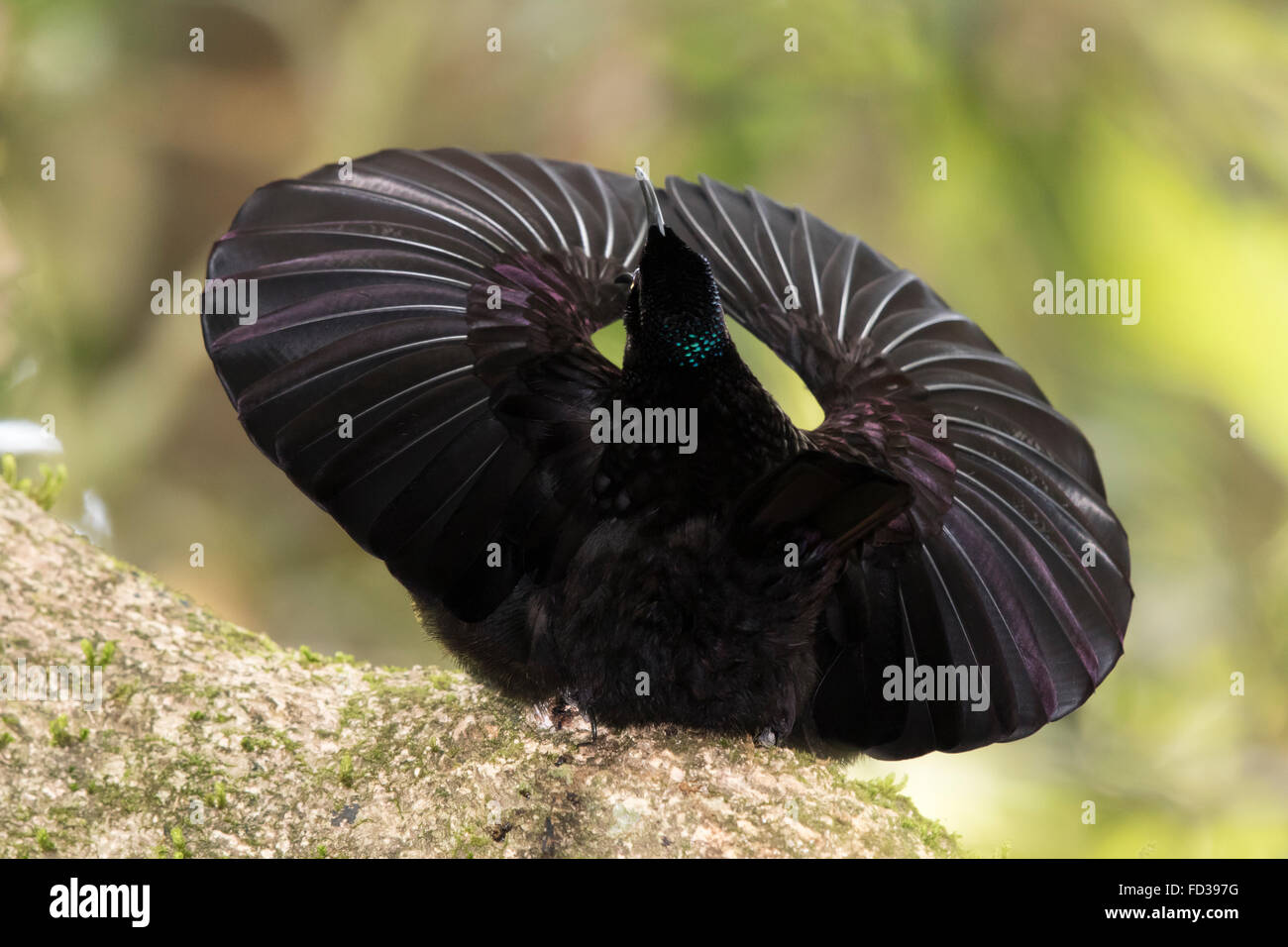 Victorias riflebird ptiloris victoriae in hi-res stock photography and ...