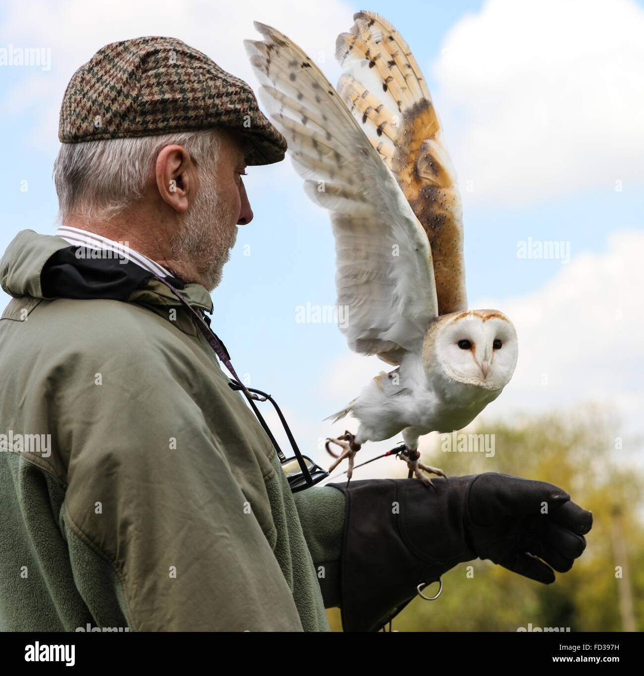 Devon barn owl hi-res stock photography and images - Alamy
