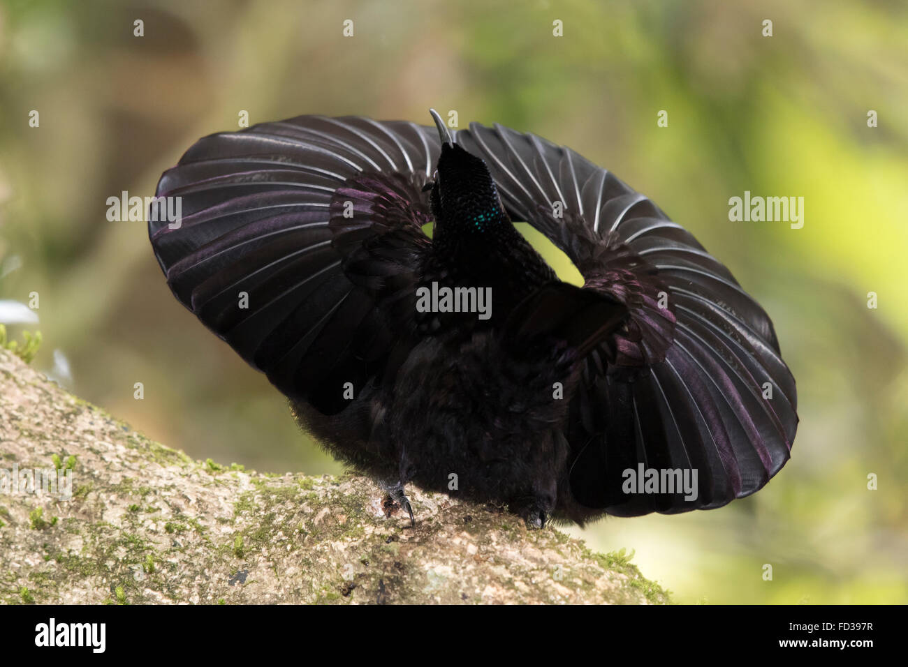 Paradise Riflebird Display