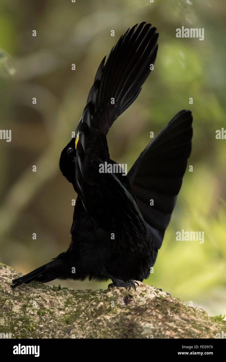 male Victoria's Riflebird (Ptiloris victoriae) in full courtship ...