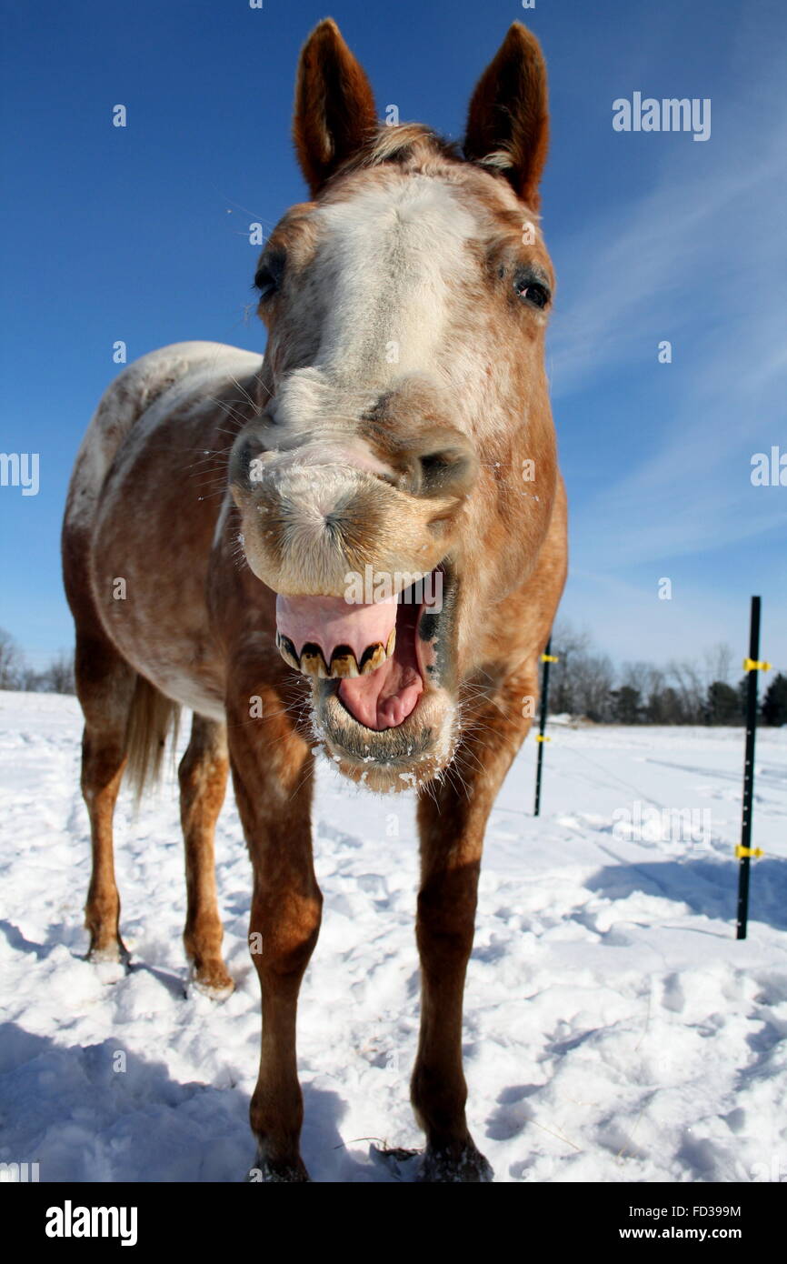 Goofy teeth hi-res stock photography and images - Alamy