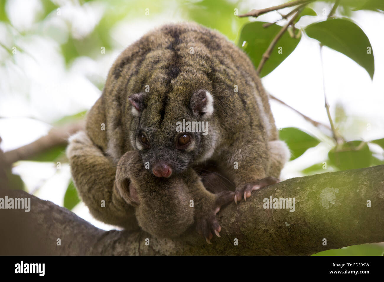 Green Ring-tailed Possums (Pseudochirops archeri Stock Photo - Alamy