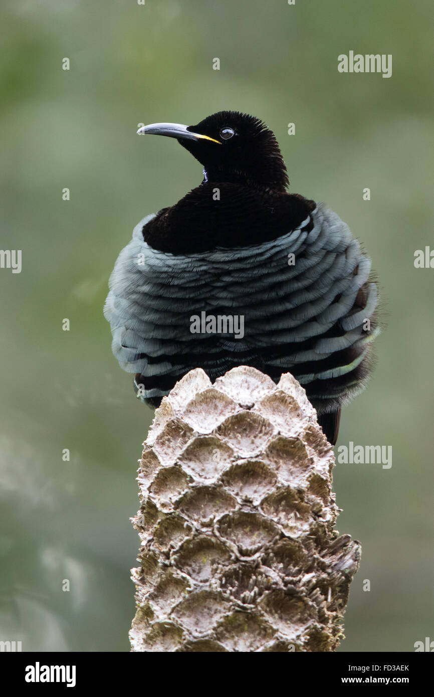 male Victoria's Riflebird (Ptiloris victoriae) courtship display Stock ...