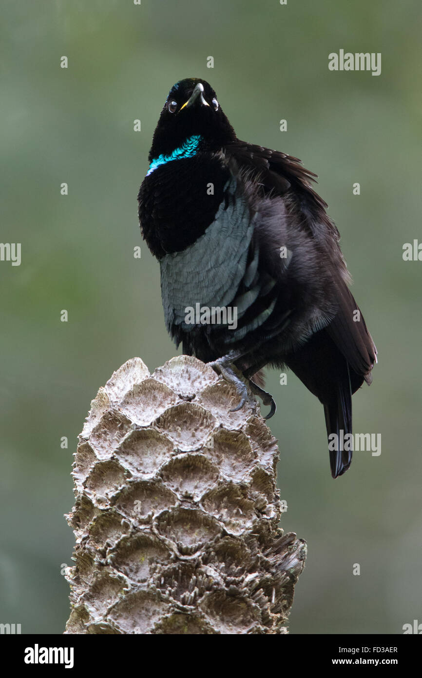 male Victoria's Riflebird (Ptiloris victoriae) perched on a dead palm ...