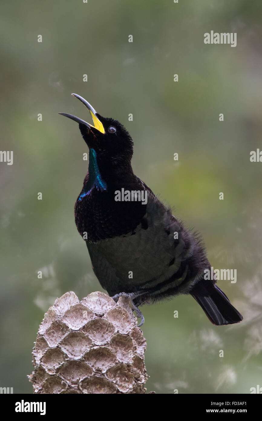 male Victoria's Riflebird (Ptiloris victoriae) calling from a dead palm ...