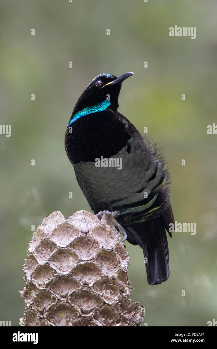 male Victoria's Riflebird (Ptiloris victoriae) perched on a dead palm ...