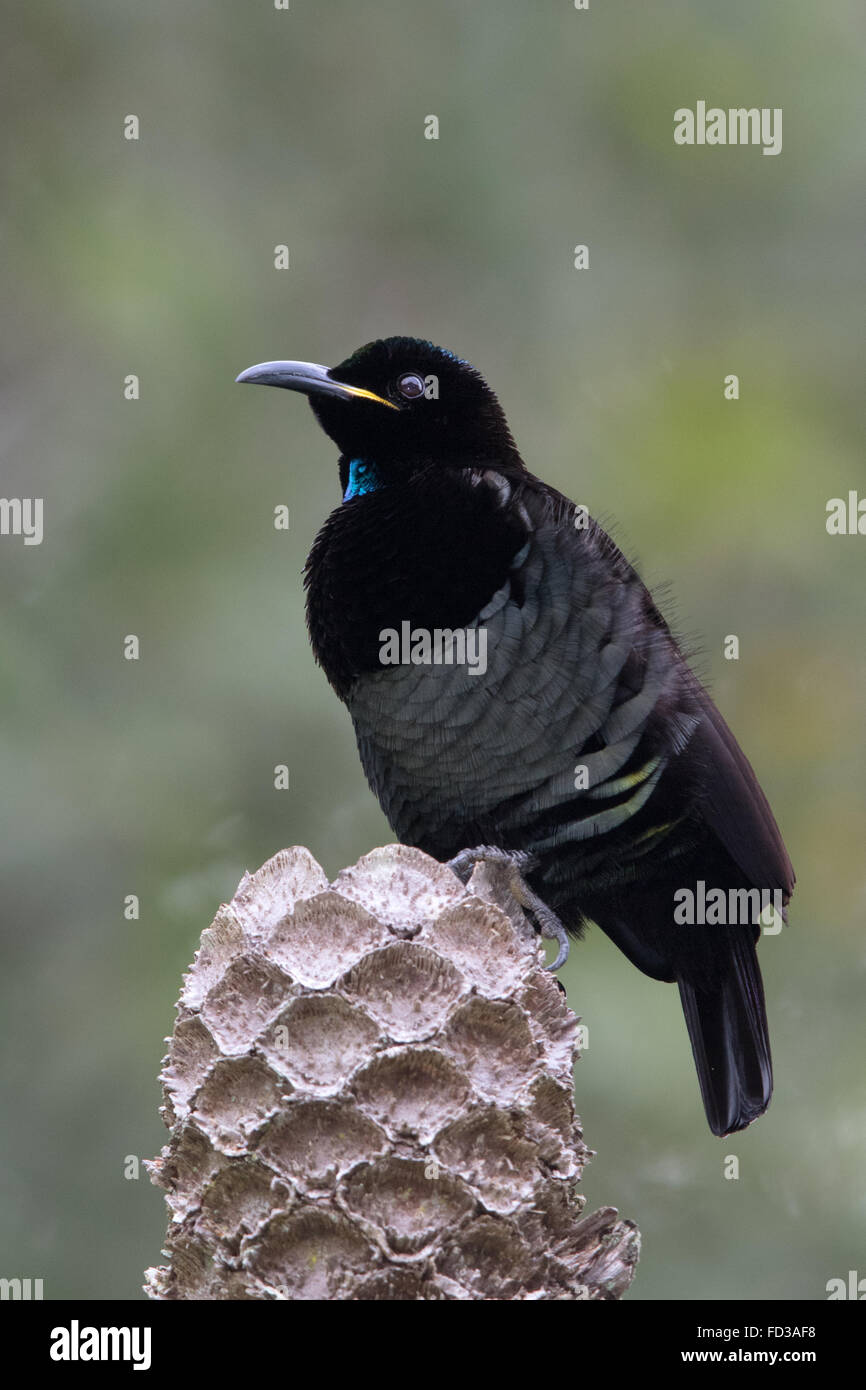 male Victoria's Riflebird (Ptiloris victoriae) perched on a dead palm ...