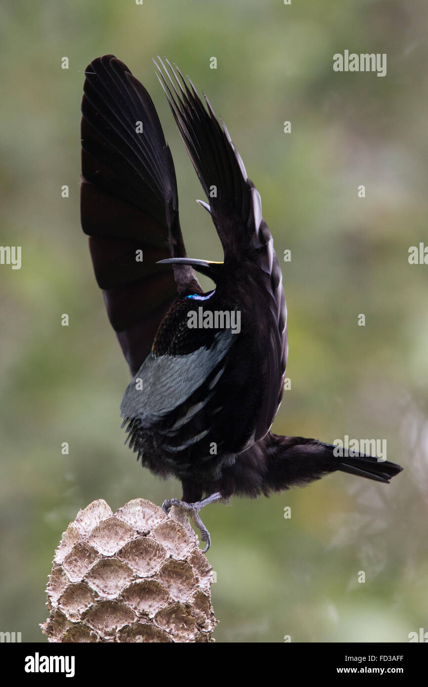 male Victoria's Riflebird (Ptiloris victoriae) in full courtship ...