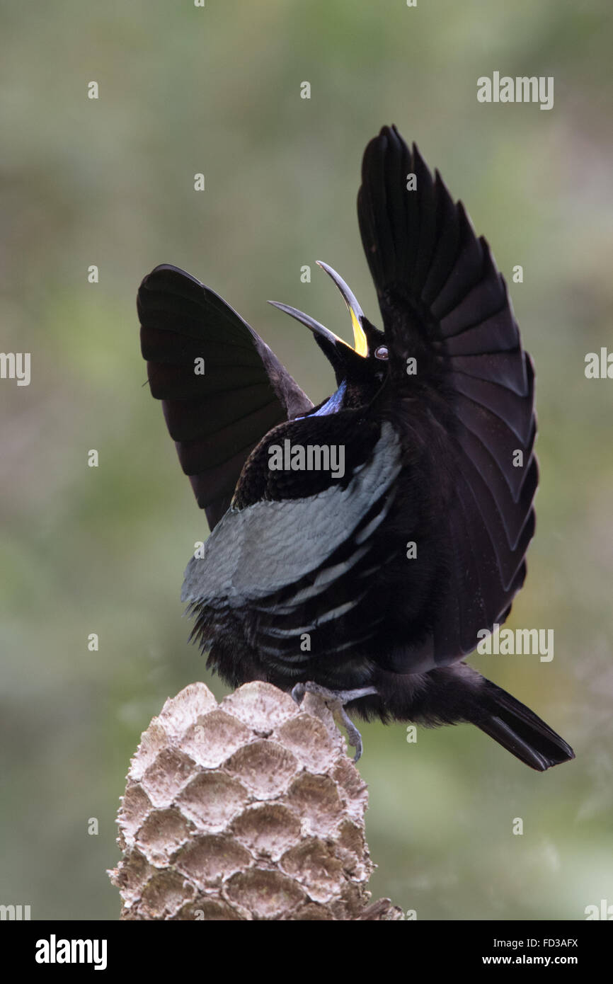 male Victoria's Riflebird (Ptiloris victoriae) in full courtship ...