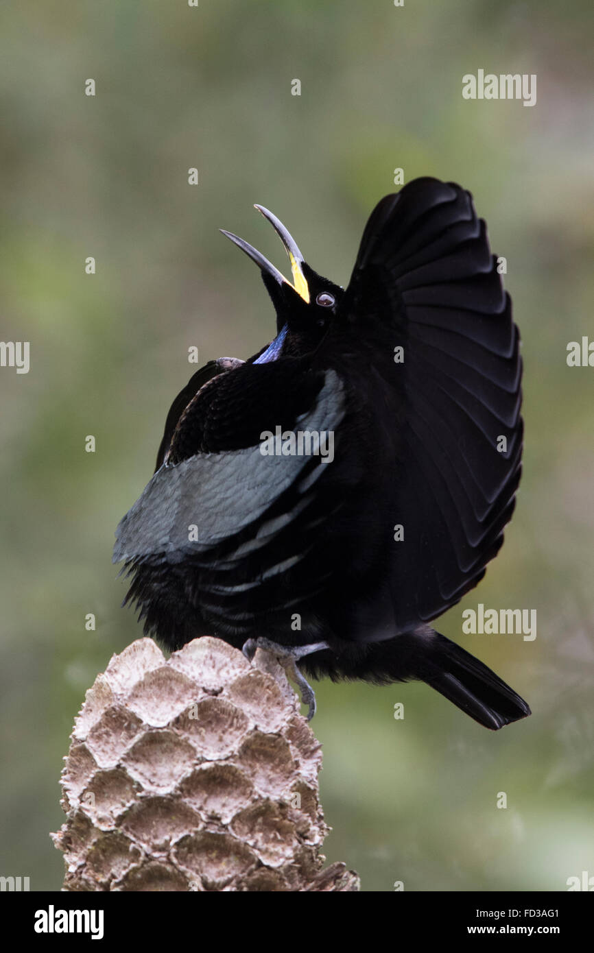 male Victoria's Riflebird (Ptiloris victoriae) in full courtship ...