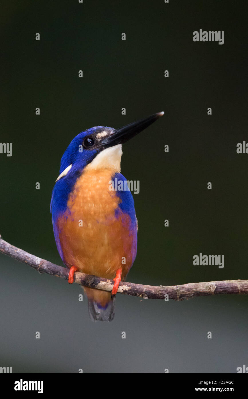 Australian azure kingfisher hi-res stock photography and images - Alamy