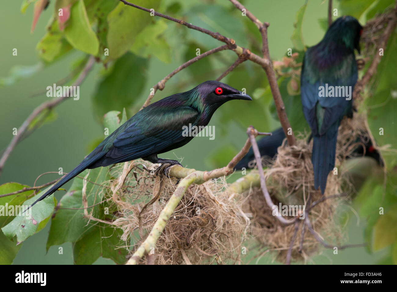 Metallic starling aplonis metallica queensland australia hi-res stock ...
