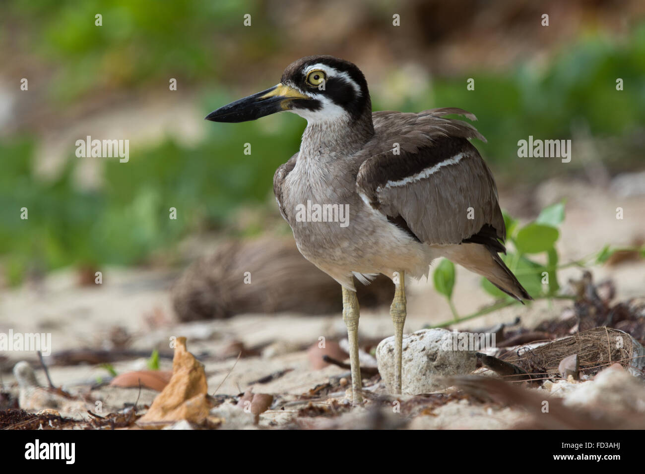 Beach Stone-curlew (Esacus magnirostris Stock Photo - Alamy