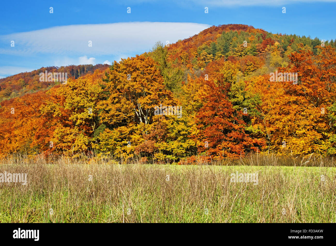 Mountain meadow and forest hi-res stock photography and images - Alamy