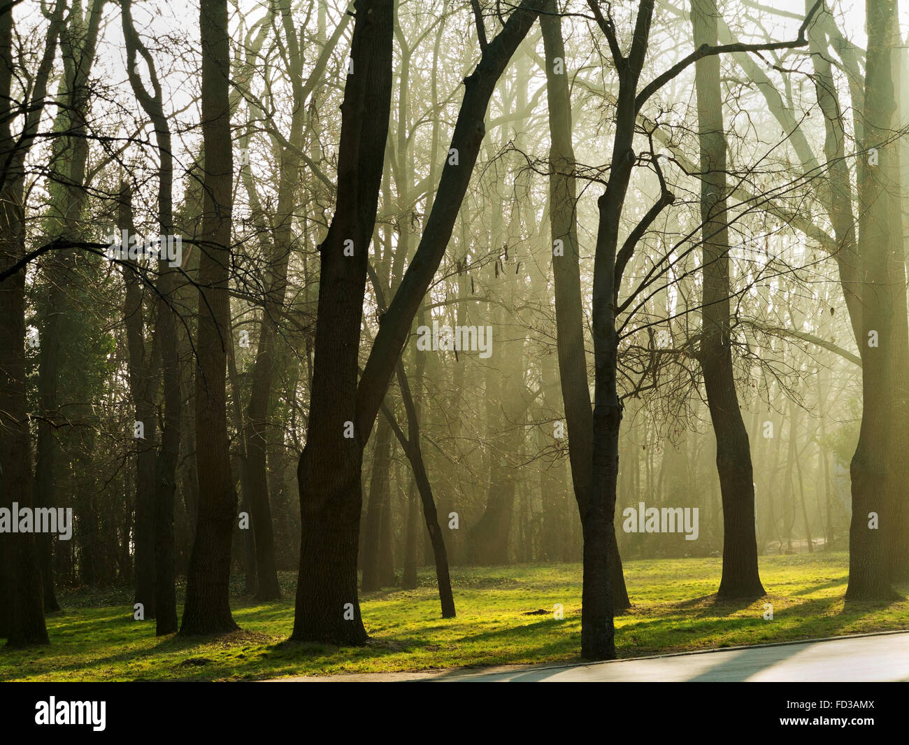 Foggy day in rural hi-res stock photography and images - Alamy