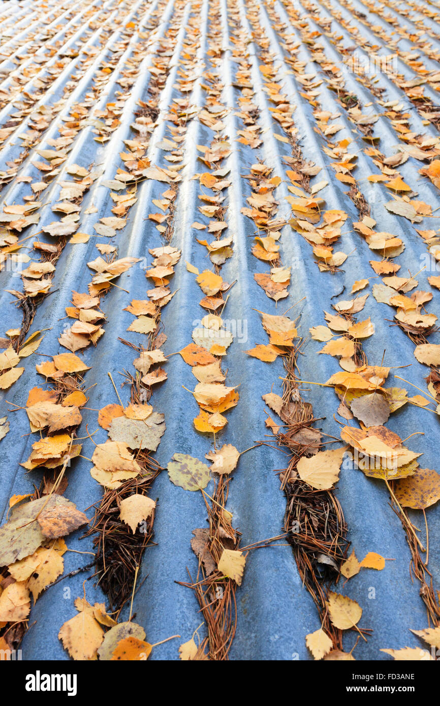 Autumn leaves on roof Stock Photo - Alamy