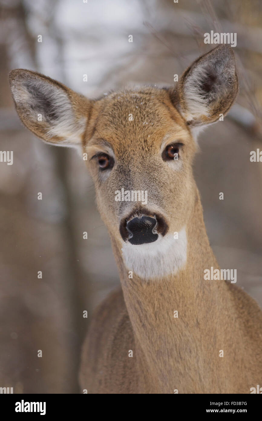 Whitetail deer doe hi-res stock photography and images - Alamy
