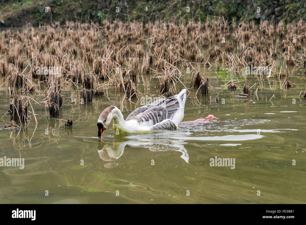 Chinese goose (Swan goose) reflected in a dormant rice paddy, Langde ...