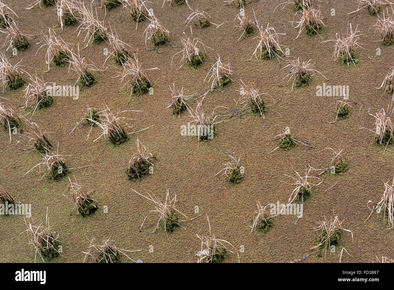 Dormant rice field between growing seasons, Langde Shang Miao Village ...