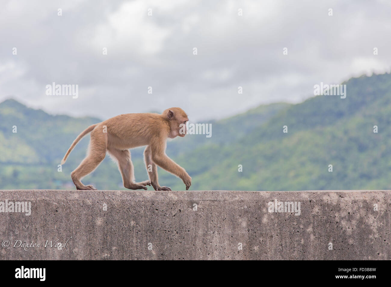 A young macaque monkey walking on a dam in western Thailand Stock Photo ...