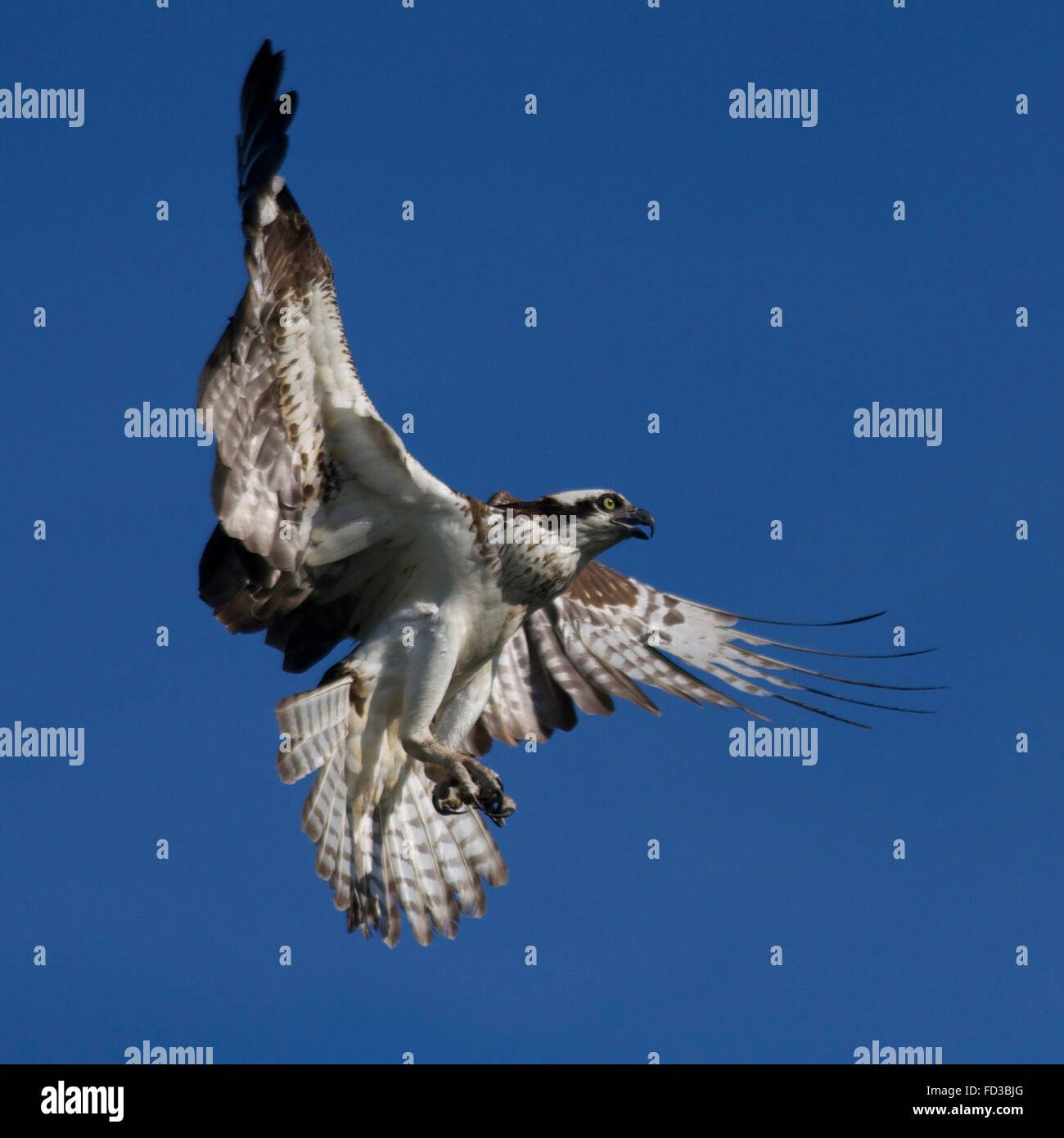 Osprey in flight hi-res stock photography and images - Alamy