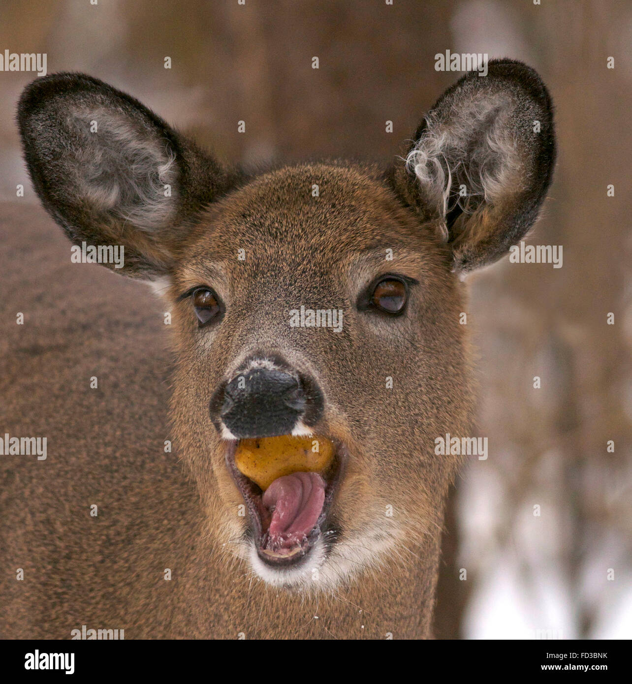 Frontal view portrait of a whitetail deer whitetailed deer eating a ...