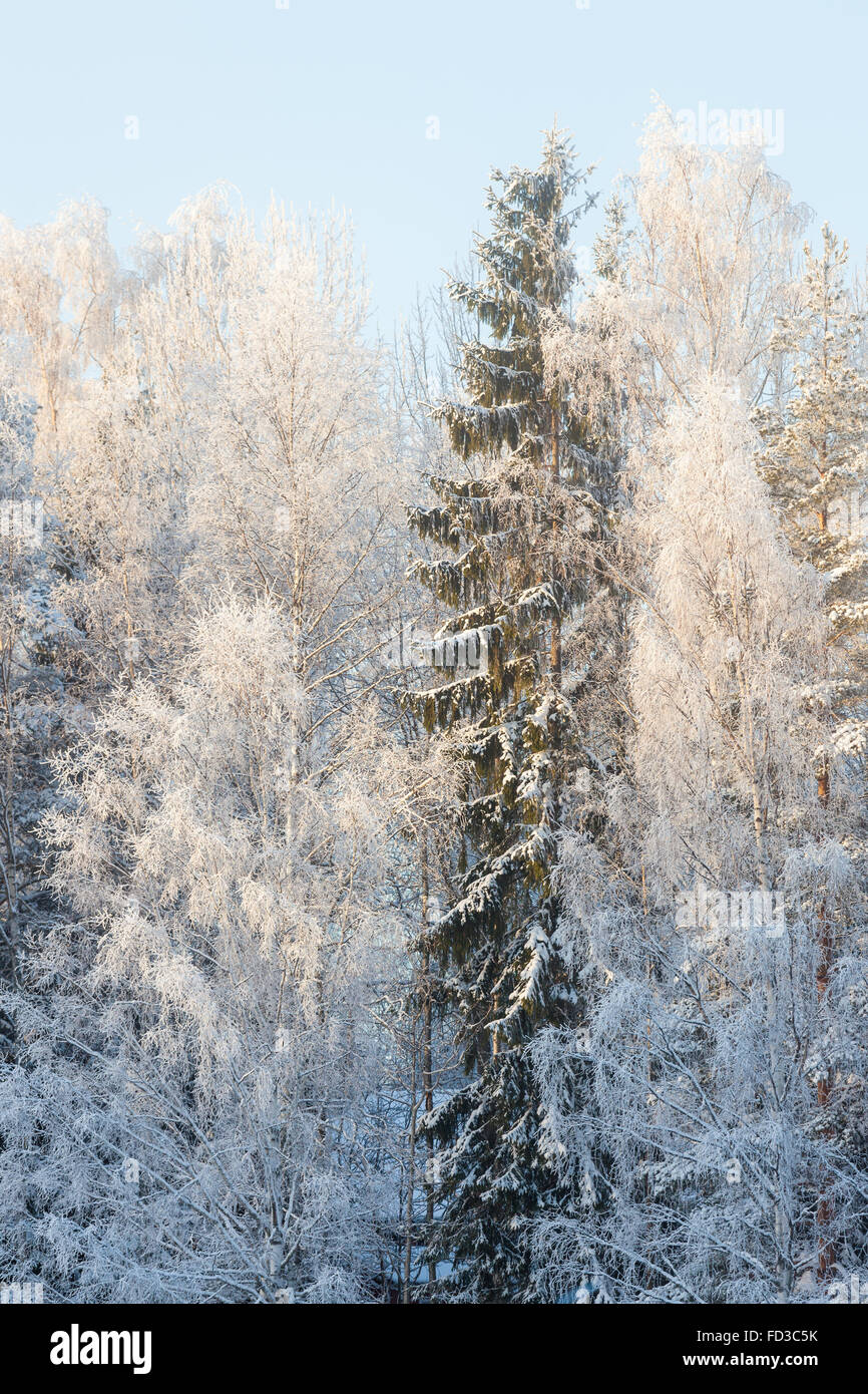 Forest trees covered in snow Stock Photo - Alamy