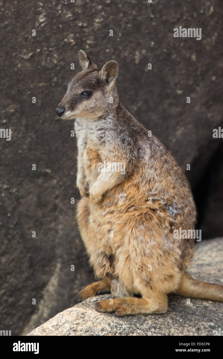 Mareeba hi-res stock photography and images - Alamy