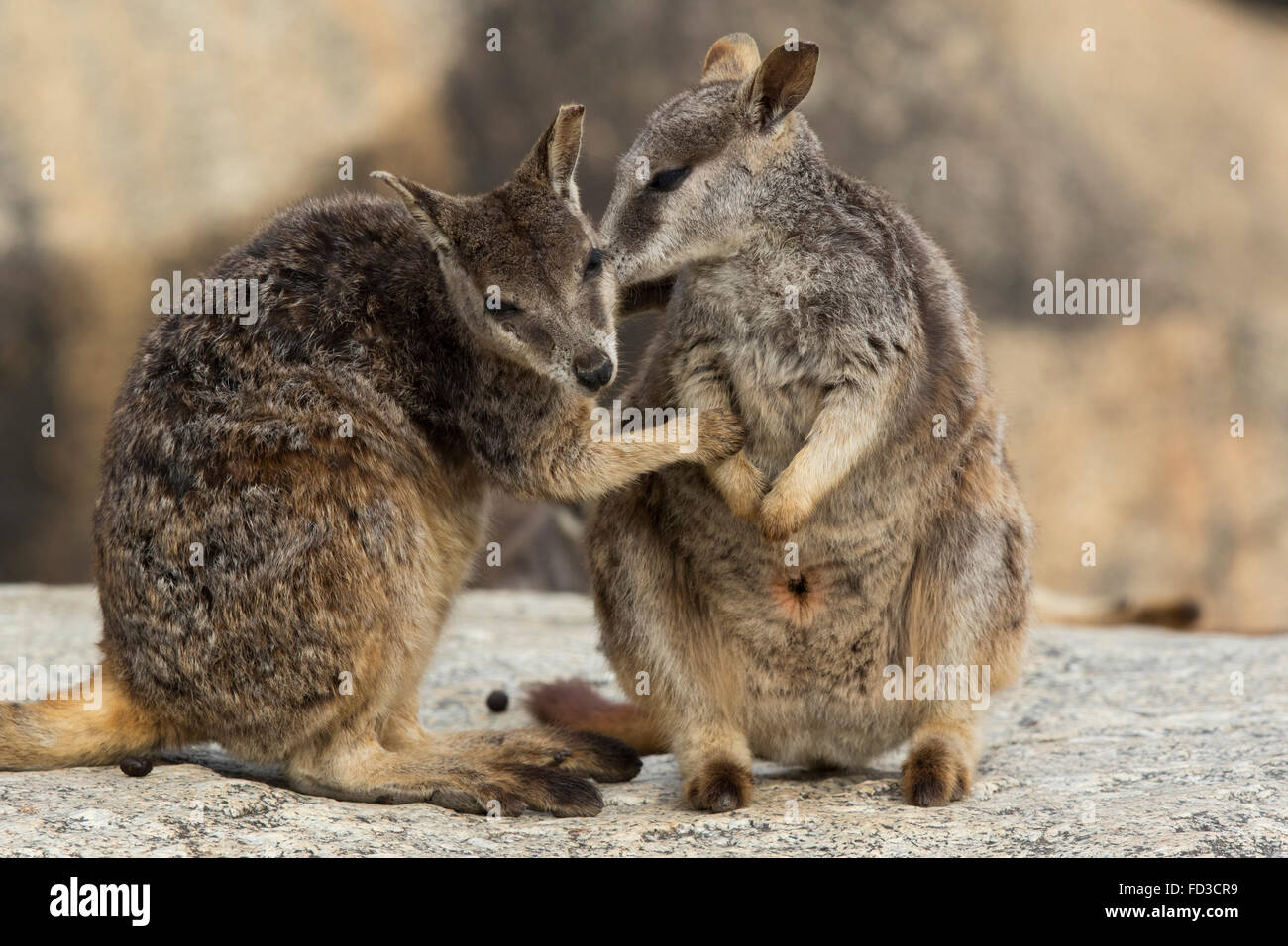 Mareeba Rock Wallabies (Petrogale mareeba) affectionately grooming each ...