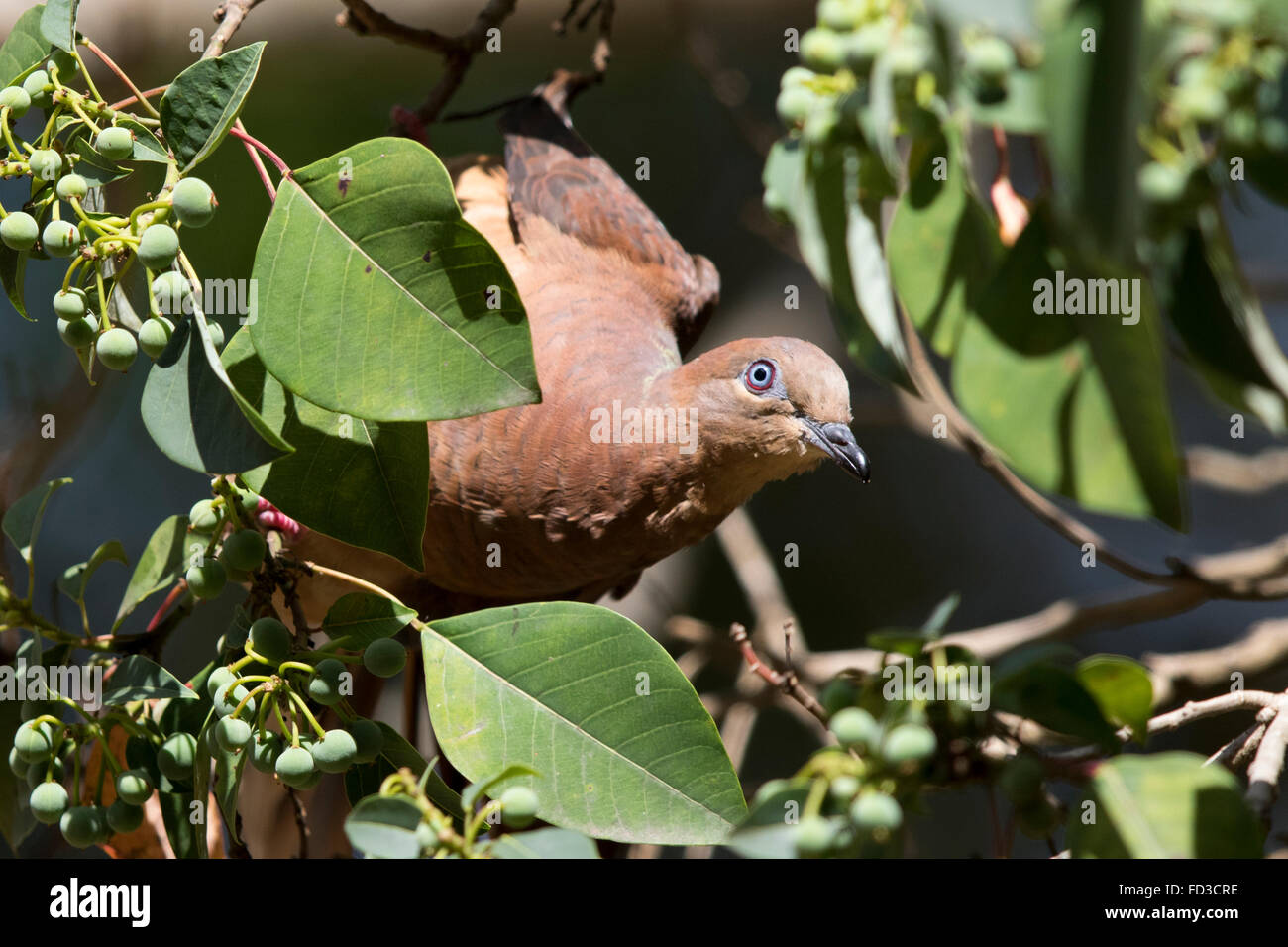 Cuckoo dove hi-res stock photography and images - Alamy