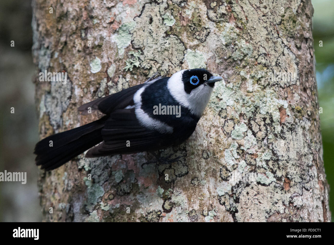 Pied Monarch (Arses kaupi Stock Photo - Alamy