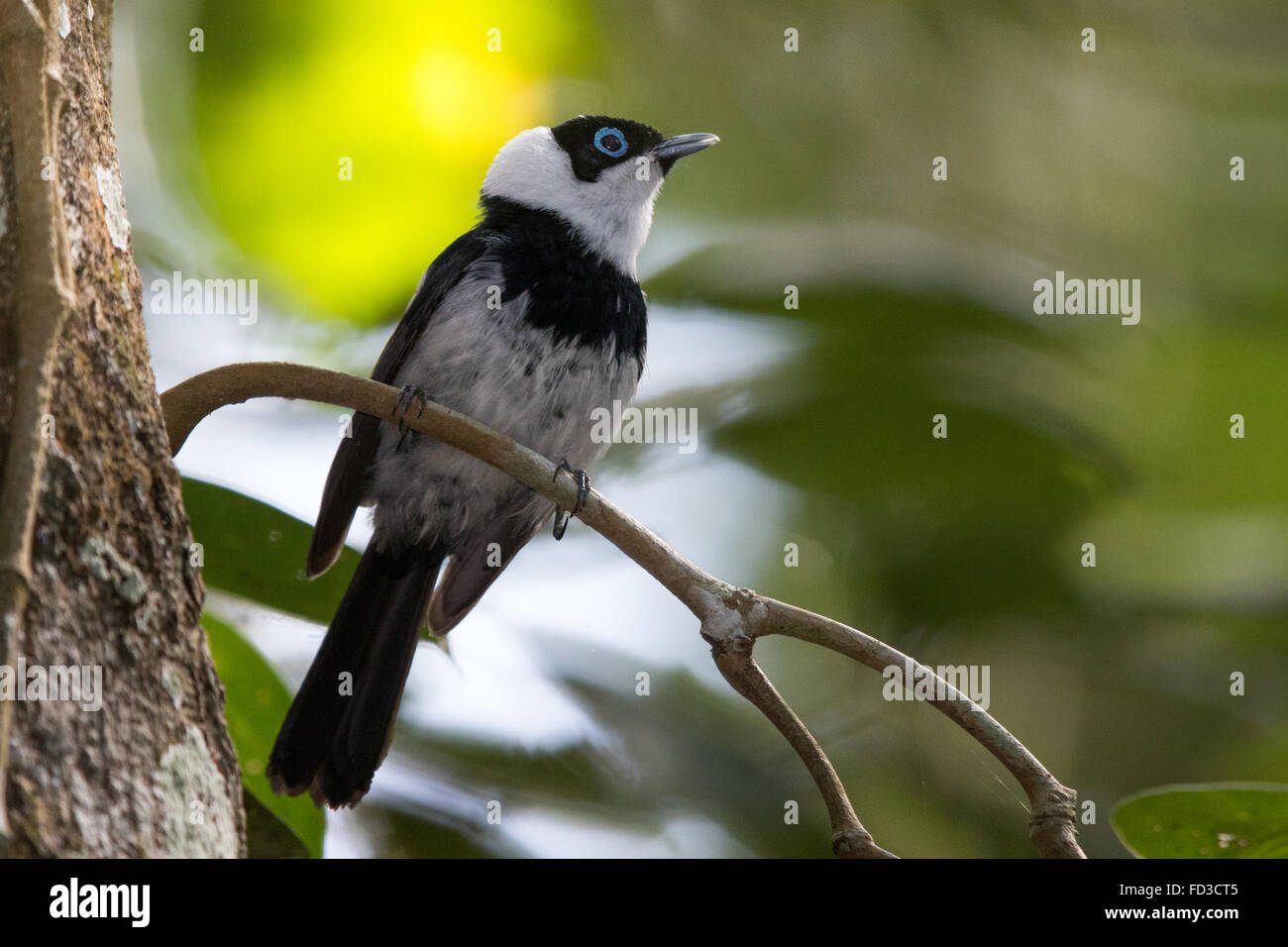 Pied Monarch (Arses kaupi Stock Photo - Alamy