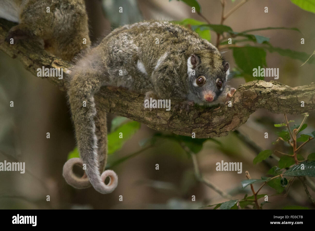 Possum possums hi-res stock photography and images - Alamy