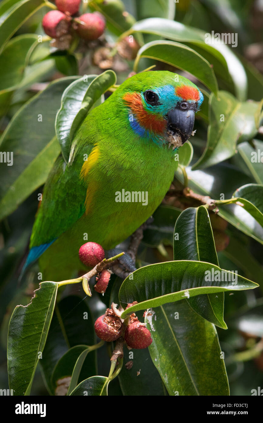 male Double-eyed Fig-parrot (Cyclopsitta diophthalma) feeding on figs ...