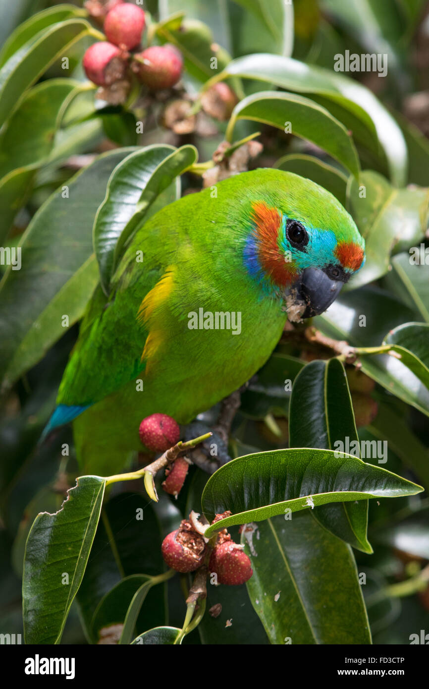 male Double-eyed Fig-parrot (Cyclopsitta diophthalma) feeding on figs ...