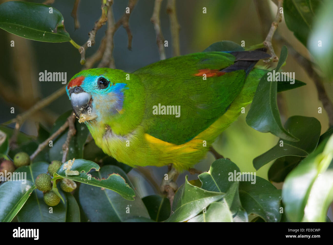Female fig parrot hi-res stock photography and images - Alamy