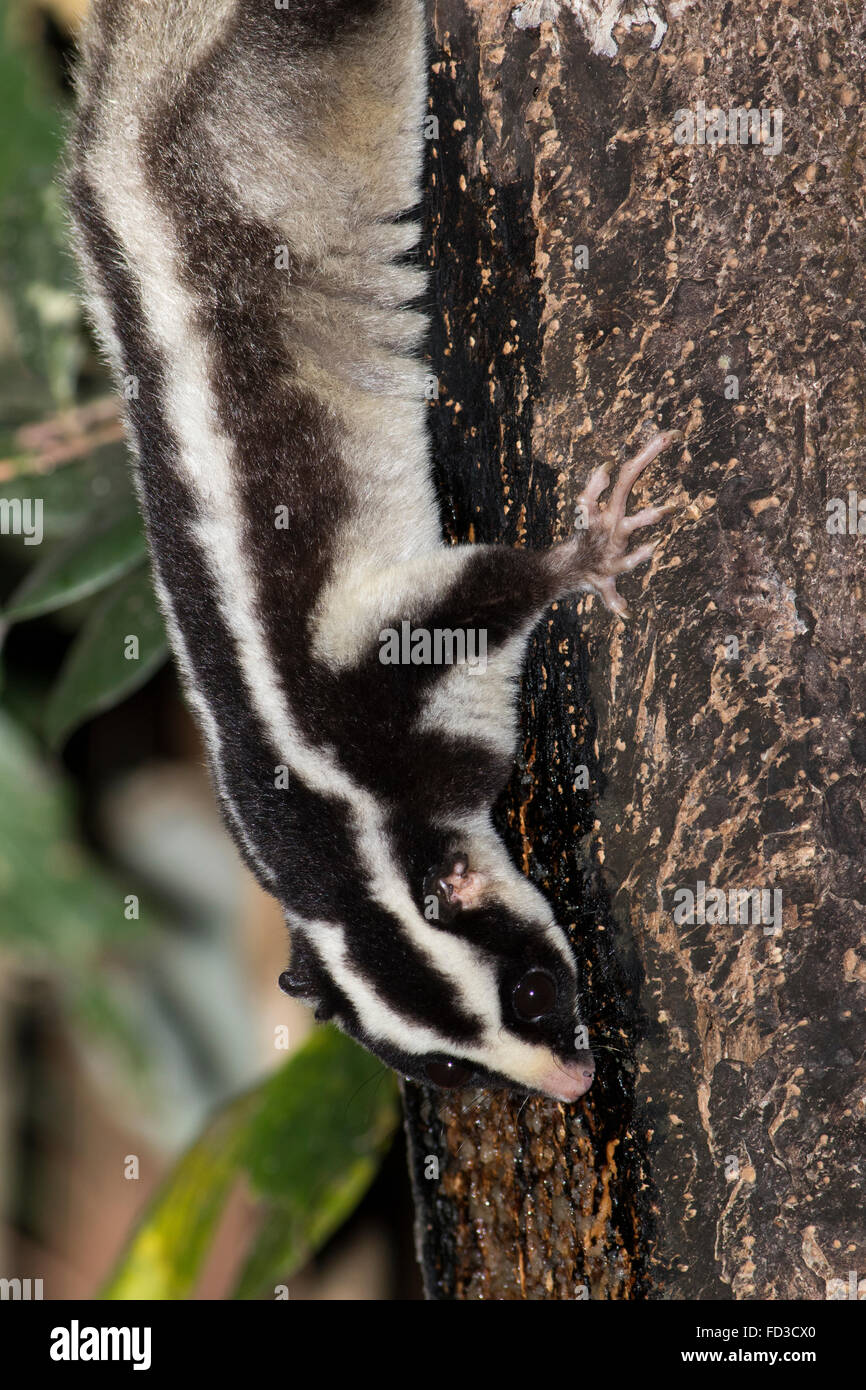 Torresian Striped Possum (Dactylopsila trivirgata) feeding on tree sap ...