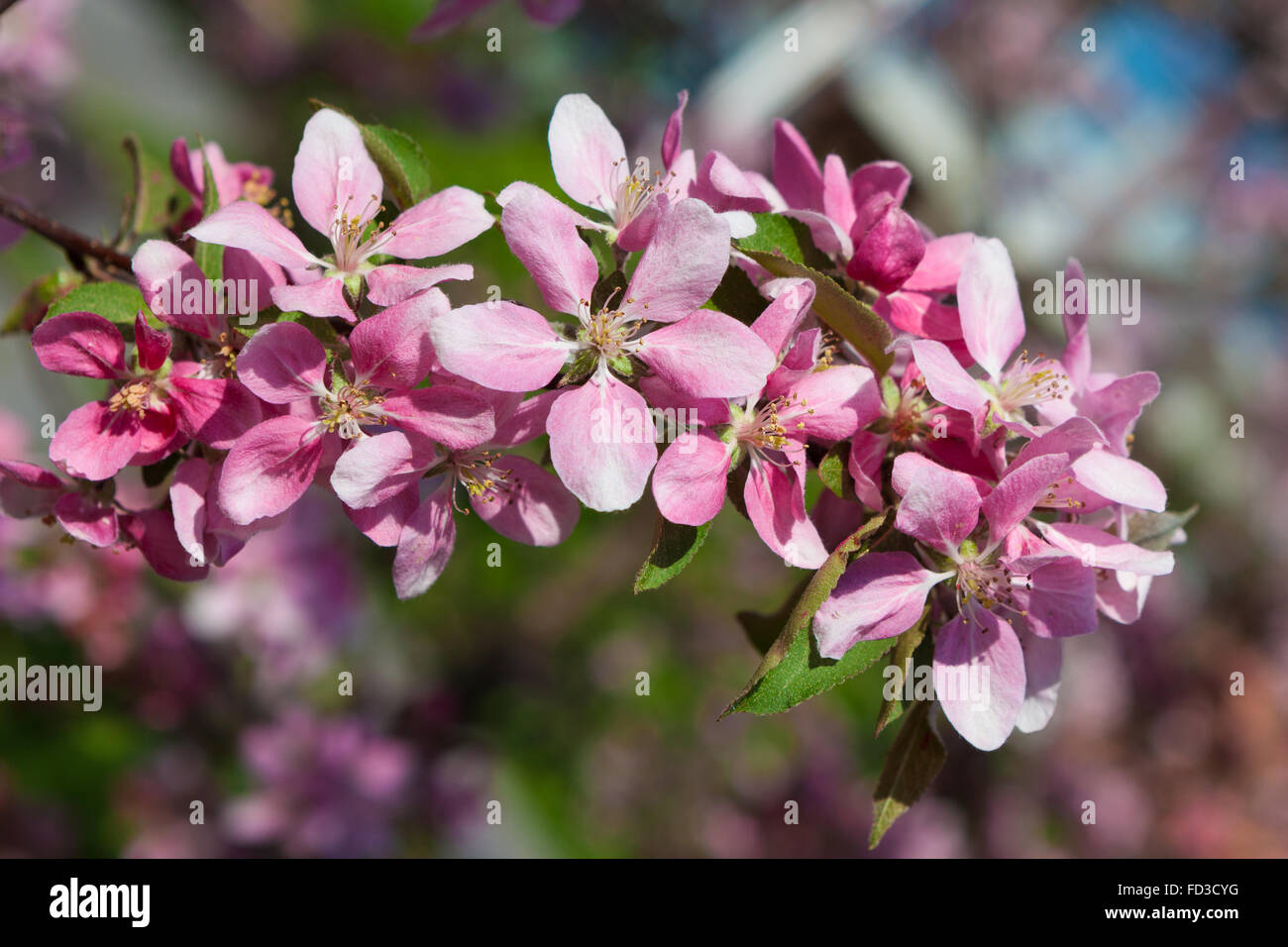 Beautiful apple tree flowers Stock Photo - Alamy