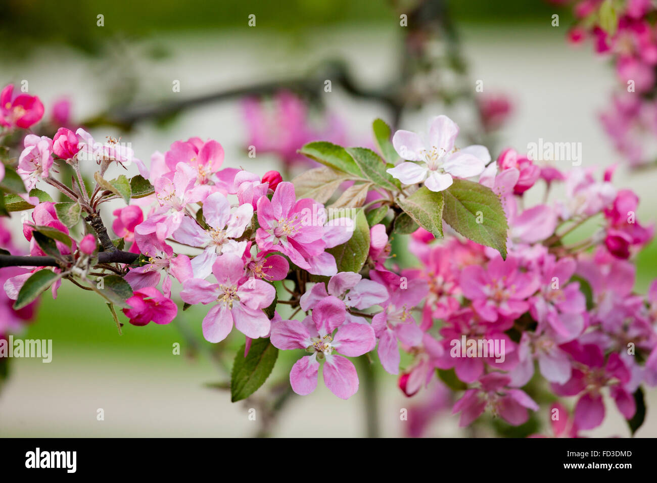 Beautiful apple tree flowers Stock Photo - Alamy