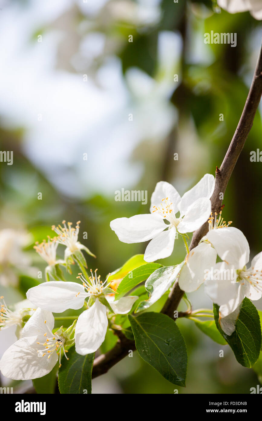 Beautiful apple tree flowers Stock Photo - Alamy