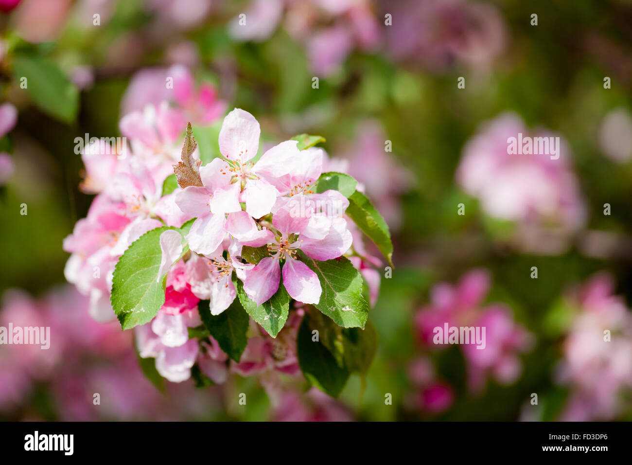 Beautiful apple tree flowers hi-res stock photography and images - Alamy