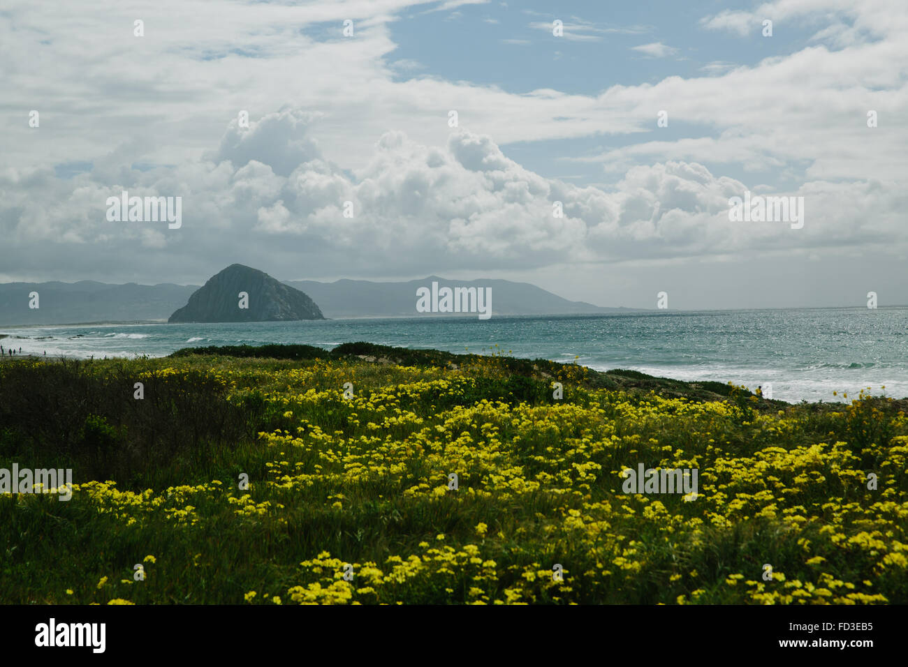 Yellow flowers grown on the shoreline of Big Sur, California Stock ...