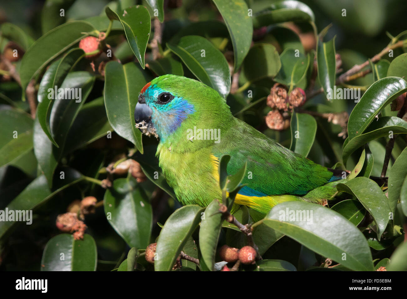 female Double-eyed Fig-parrot (Cyclopsitta diophthalma) feeding on figs ...