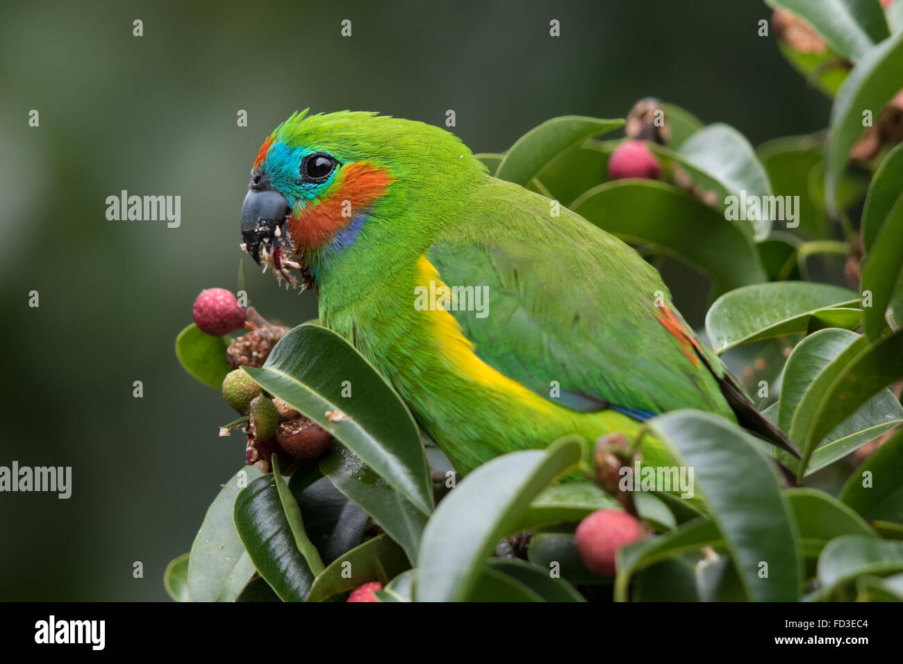 male Double-eyed Fig-parrot (Cyclopsitta diophthalma) feeding on figs ...