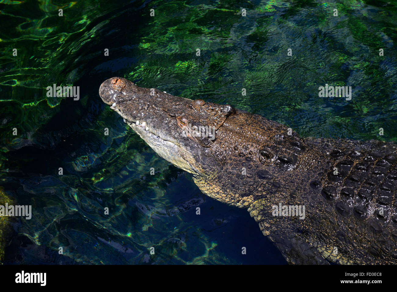 Au crocodile hi-res stock photography and images - Alamy