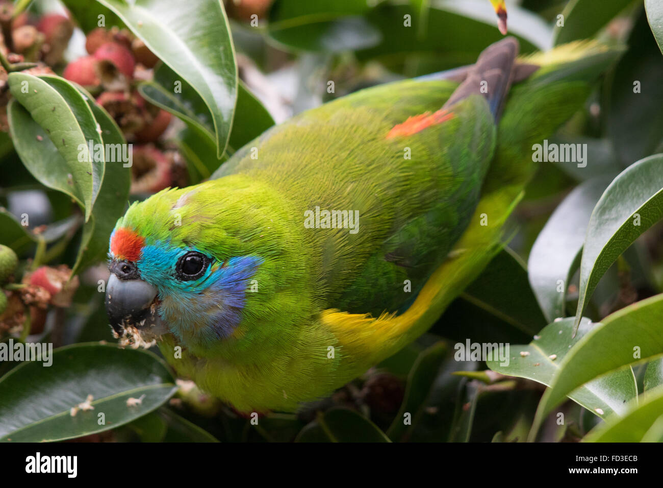 female Double-eyed Fig-parrot (Cyclopsitta diophthalma) feeding on figs ...