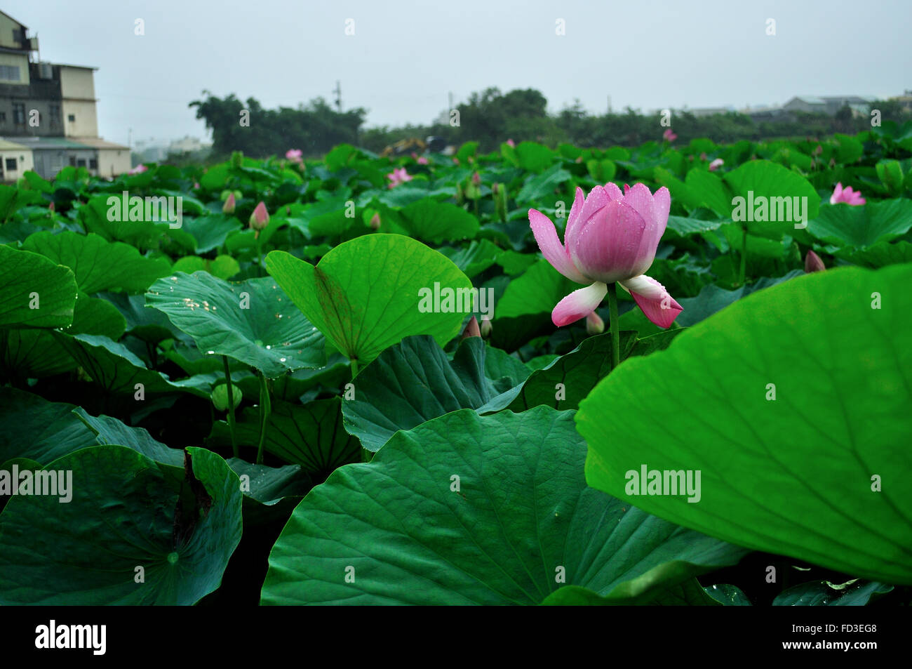 Lotus in full bloom Stock Photo - Alamy