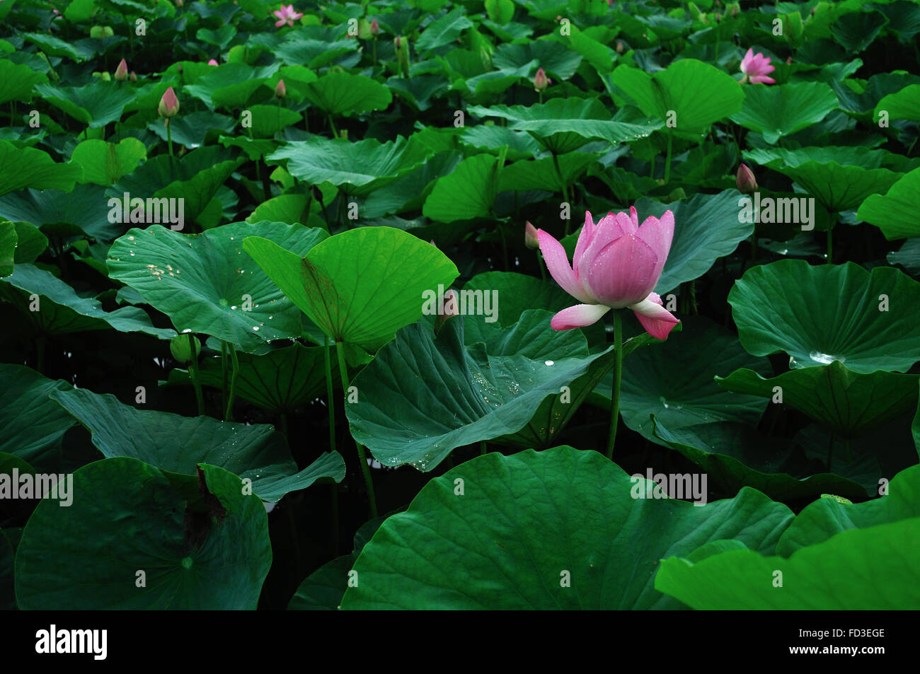 Lotus in full bloom of drops Stock Photo - Alamy