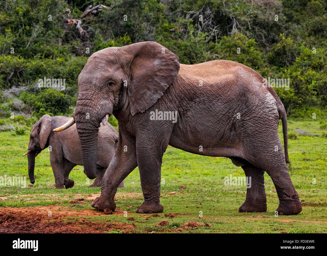 Large African elephant bull (Loxodonta africana), Addo Elephant ...