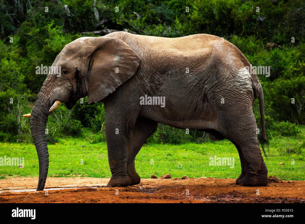 Large African elephant bull (Loxodonta africana), Addo Elephant ...